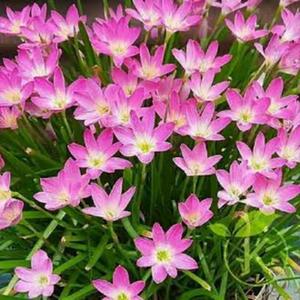 Jual Umbi Bunga Rain Lily Warna Warni free Rain Lily Pink - Pink - Kab ...