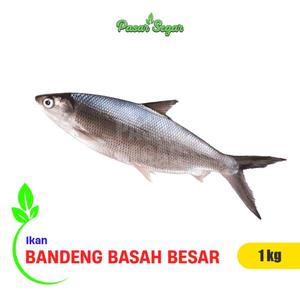 Jual Ikan Bandeng Basah Ukuran Besar 1 kg - Kab. Bekasi - Pasar Segar ...