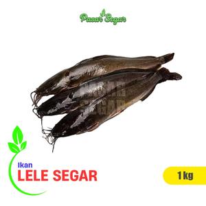Jual Ikan Lele Segar 1 kg - Kab. Bekasi - Pasar Segar Cikarang | Tokopedia