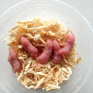 Jual Tikus Putih / Mencit Pakan Reptil Ukuran Pinkies - Kota Serang ...