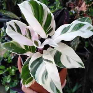 Jual tanaman bunga calathea tissue putih / chalatea tissue varigata ...