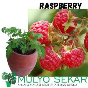 Promo Bibit Tanaman Buah Raspberry Merah Rimbun Tanaman Berry - Kota ...