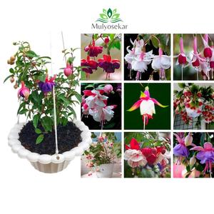 Jual tanaman hias Anting India - berbunga - tanaman Hidup - BUNGA ...