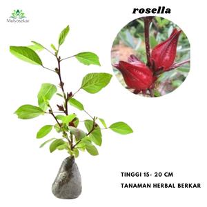 Promo Tanaman hias bunga Rosella - bibit tanaman hias - teh Rosela ...
