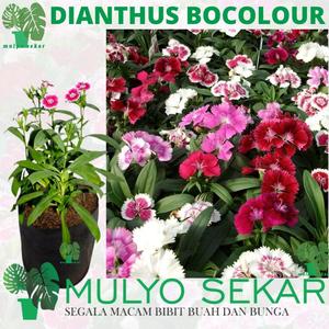 Jual Tanaman Bunga Dianthus bicolor / Anyelir (Berbunga) - merah putih ...