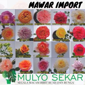 Jual tanaman hias bunga mawar impor hidup - kuncup besar dan berbunga ...