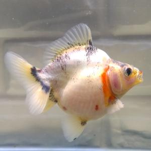 Jual Ikan mas koki ryukin 1104 - Kab. Bandung - Monica Batik | Tokopedia