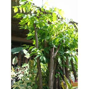 Jual Bibit Tanaman Kayu Angsana - Tanaman Penghasil Kayu Kualitas ...