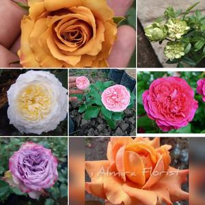Jual Tanaman Bunga mawar Import Kondisi berbunga - kate rose - Kota ...