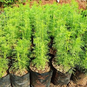 Jual Tanaman hias Cemara air - pohon Cemara air - Kab. Bogor - GREEN ...