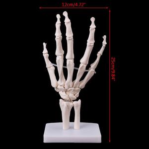 Jual Model Kerangka Tangan Manusia Ukuran Asli Untuk Belajar Anatomi ...