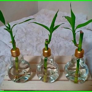 Jual tanaman bambu keberuntungan/jenis tanaman hias dalam botol air p ...