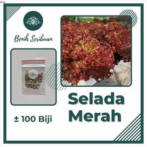 Jual 100 Benih Selada Merah Sayuran Olga Red Bibit Tanaman Sayuran ...