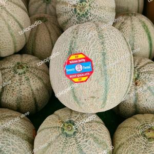Jual melon cantalope zebra daging manis dan lembut 1,5kg - Jakarta ...