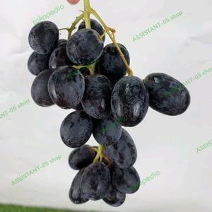 Jual anggur black magic egypt segar dan manis black magic grapes dus 4 ...