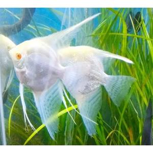 Jual Manfish albino red eye - Kota Depok - jureda | Tokopedia