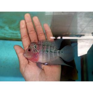 Jual ikan lohan srm x srd size 3-5jari real - Kota Bekasi - Xuvieraci ...