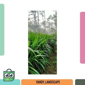 Jual Bibit Benih Rumput Suket Odot Biasa Dan Super Pakchong Red Napier ...