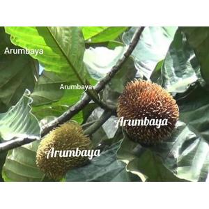Jual Bibit Buah Langka Asli Kalimantan Terap Tarap Nangka Rambutan Scpy ...