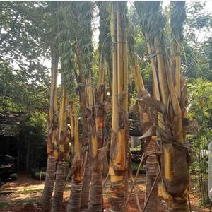 Jual POHON KELAPA GADING KELAPA KUNING - 70681 ready stock - 70681 ...