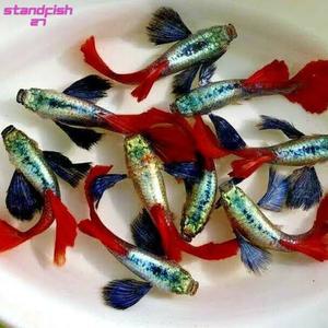 Jual Ikan hias guppy platinum red tail big ear PRTBE gopi platinum red tail - betina - Kota ...