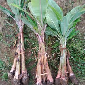 Jual Bibit Pisang Kayu Wangi Endemik Lombok NTB ( dongkel anakan ...