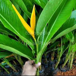 Jual Tanaman Hias Heliconia bunga kuning / pisang-pisangan - Kota ...