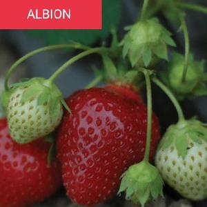 Jual Bibit Strawberry dataran rendah ALBION KT12 - Jakarta Selatan ...