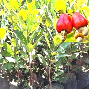 Jual Bibit pohon tumbuhan tanaman Jambu Mede Monyet mete mette methe ...