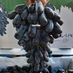 Jual Anggur Jari Black Sweet Sapphire Moondrop Fresh Fruit Buah Segar ...