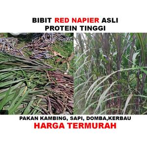 Jual Bibit Asli Rumput Pakan Ternak Red Napier Termurah 1 kg - Kota ...