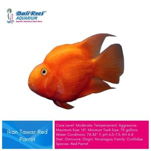 Jual Ikan Hias Air Tawar Red Parrot - Kota Denpasar - Bali Reef ...