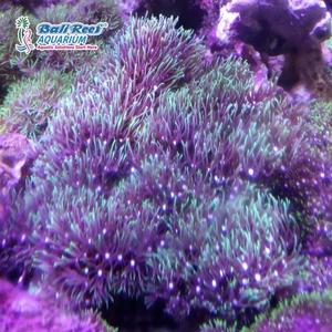 Jual Polip Bintang Hijau Green Star Polyps - Kota Denpasar - Bali Reef ...
