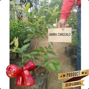 Jual Bibit jambu air cingcalo RASA BUAH MANIS SBB15 - Kab. Kediri ...