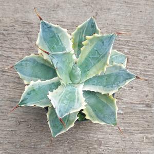 Jual Tanaman Agave Potatorum Variegata - Kota Batu - Tanamanbuahtin ...