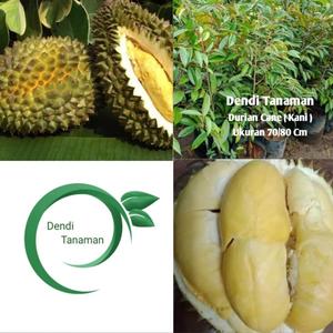 Jual Bibit Pohon Durian Cane/Kane Tungal 70/80 Cm / Durian Okulasi ...