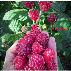 Jual Bibit Raspberry Rasberi Import Unggul Cepat Berbuah - Kab. Kediri ...