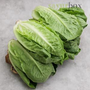 Jual Selada Romaine Konvensional 500 gram Sayurbox - Kab. Bogor ...