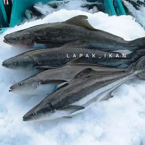 Jual Ikan Gabus Laut Segar 1~Kilogram - Jakarta Utara - Lapak Ikan ...