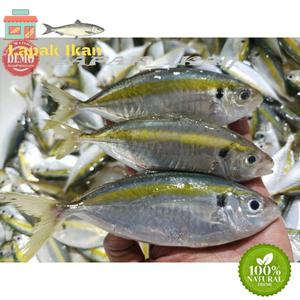 Jual GROSIR Ikan Selar Segar Kuning Ikan Segar Fresh 5Kilogram ...