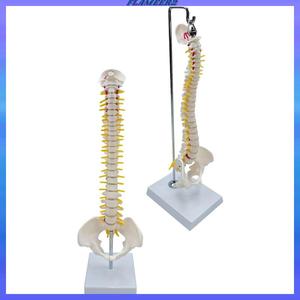Jual Spine Model Vertebral Column Anatomical for Kids Learning Display ...