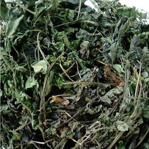 Jual daun jelatang/daun gatal /daun pulus kering 100gr - Kota Tangerang ...