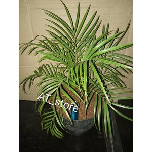 Jual tanaman indoor palem phoniex - pohon palem phoenix - palem ponik ...