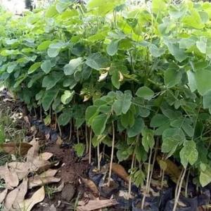 Jual Bibit tanaman Pohon Trembesi - Pohon Albizia Ki Hujan - Kota ...