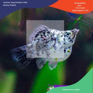 Jual Molly Marble Balon / Ikan Hias Aquascape Air Tawar / Ikan Molly ...