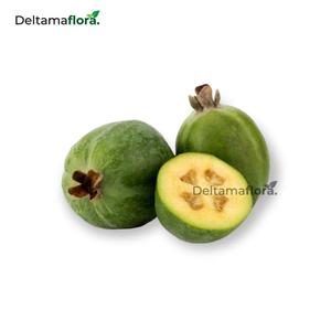 Jual Terlaris Tanaman Bibit Buah - Jambu Rasa Nanas / Feijoa ( Brazili ...