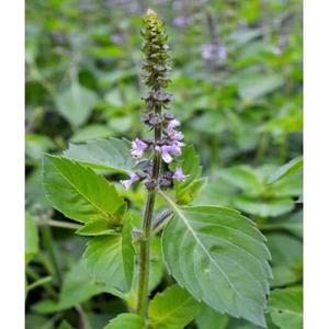 Jual Ruku ruku ungu - tanaman holly lampes atau Tulsi bibit - daun ...