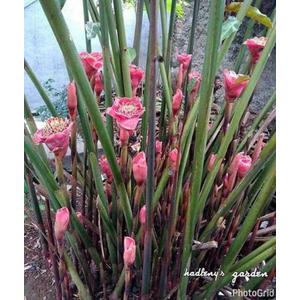 Jual Bibit tanaman pohon kecombrang umbi batang honje bunga buah pink ...
