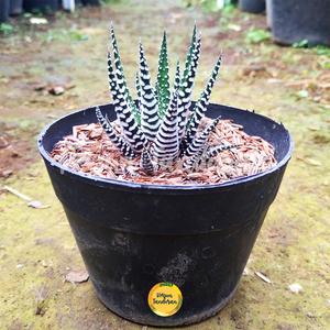 Jual Kaktus Sukulen Mini - 019 Haworthia Attenuata Zebra - Kota ...