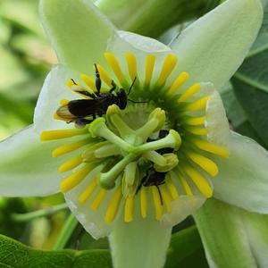 Jual 20 Keratan Batang Stek Bunga Tongkeng Sayur / Passiflora Biflora ...